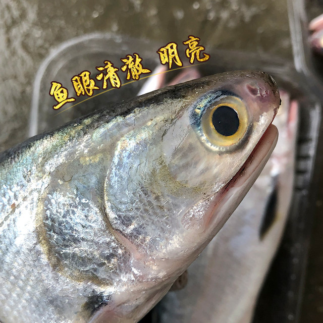 Mayou fish, bamboo shoots, fresh sea-caught fish, frozen Chaoshan ...