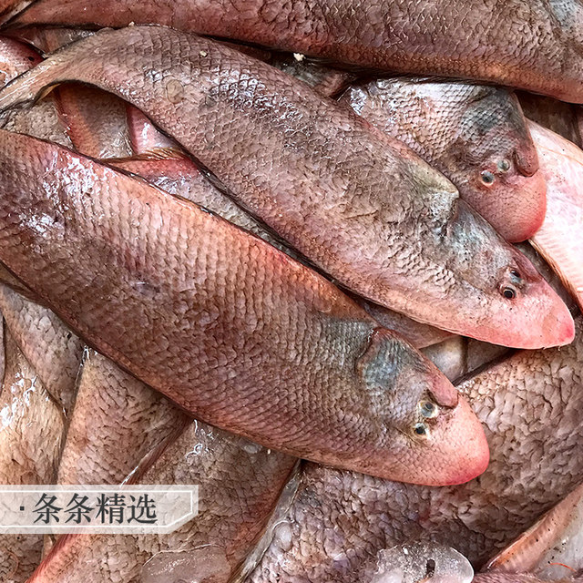 Longli fish, fresh frozen Chaoshan seafood, aquatic products, non ...