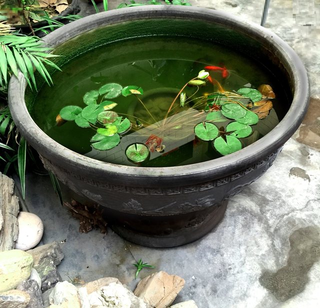 Ecological fish tank Old Beijing Fish Pot Basin Black Pot Fish Tank ...