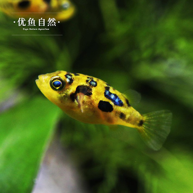 Chocolate doll ornamental fish submarine freshwater ornamental fish ...