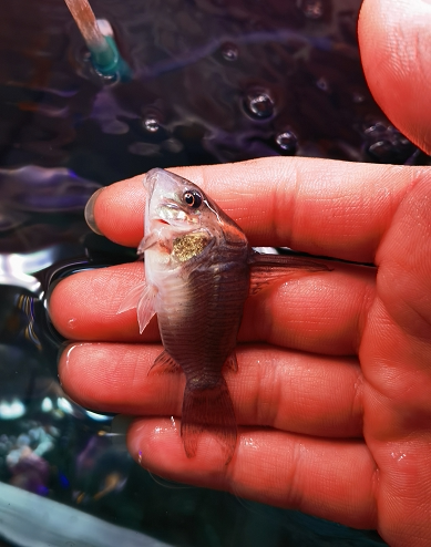Black sword red -headed rat fish South American rare imported rats in ...