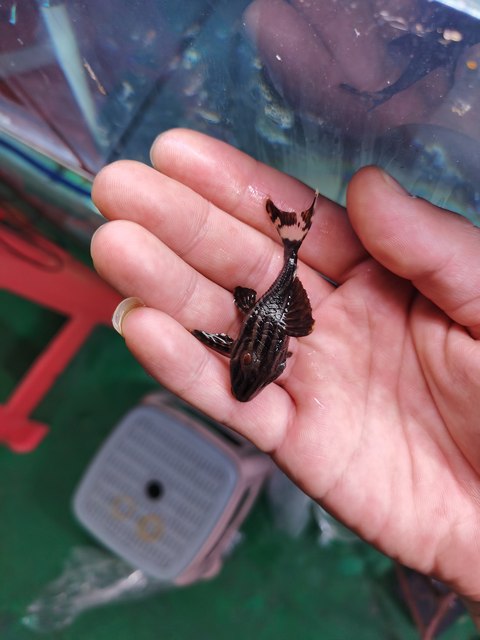 L191 cleaning tank algae removal brother Baige green Colombia imported ...