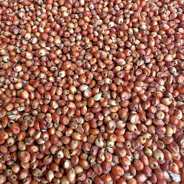 Red sorghum with shells, sorghum rice, parrot, bird food, hamster ...