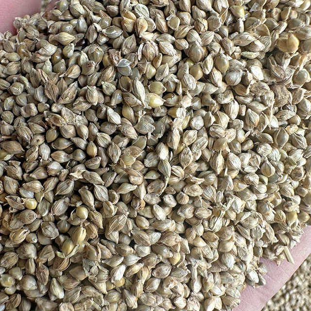 Parrots, tares, grass seeds, birds, pearls, birds, birds, birds, grains ...