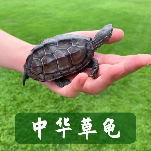 Outer pond golden thread small turtle live animal Chinese tortoise pet ...