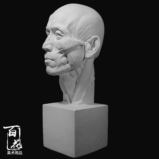 Farmers muscle fishermen anatomy Gypsum statue of art sketching ...