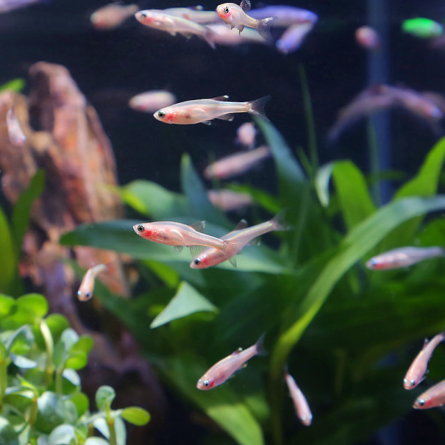 Cold water fish, white cloud goldfish, live small native fish, mild ...