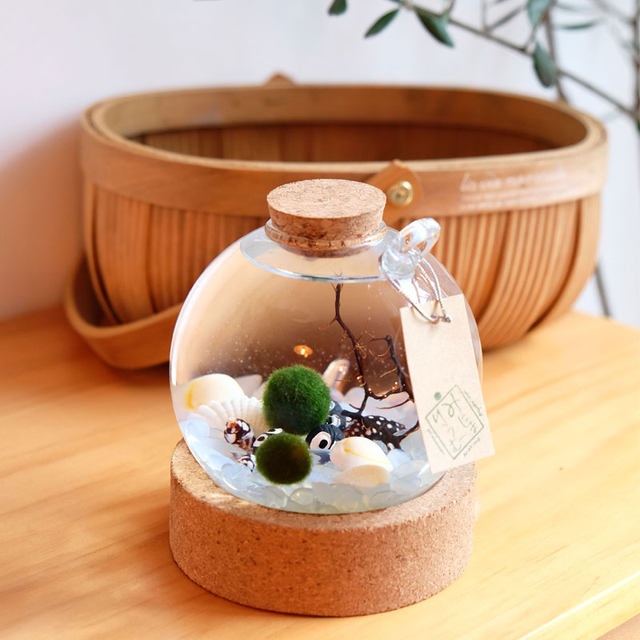 Marimo Crystal Ball Happy Sea Algae Ball indoor green creative potted ...