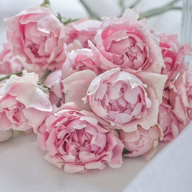 Marshmallow bubbles/Candy Flo Rose seedlings Qinhua multi-head wavy ...