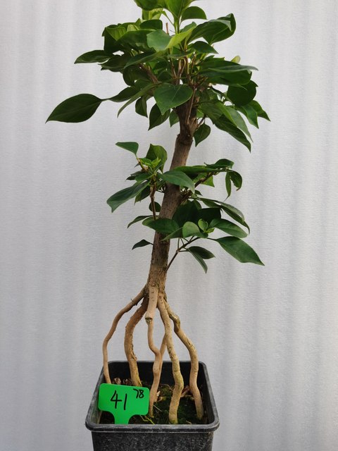 Green Sakura Lao Pi Triangle Mei Little literati style (suitable for ...