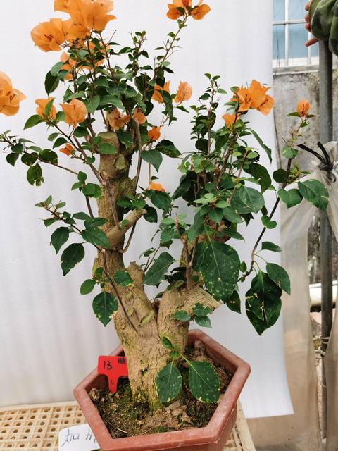 California Huang Lao Pi