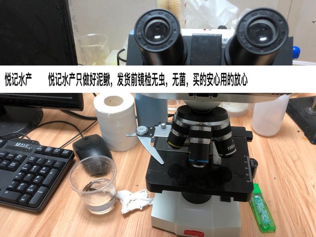 Taiwan small loach seedlings loach fish fresh turtle dragon fish and ...