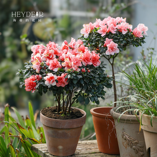 Heidi's garden rhododendron ductive outdoor courtyard balcony balcony ...