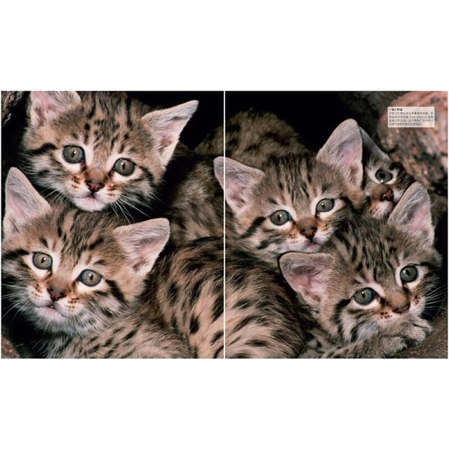 Dangdang.com DK cat encyclopedia genuine books