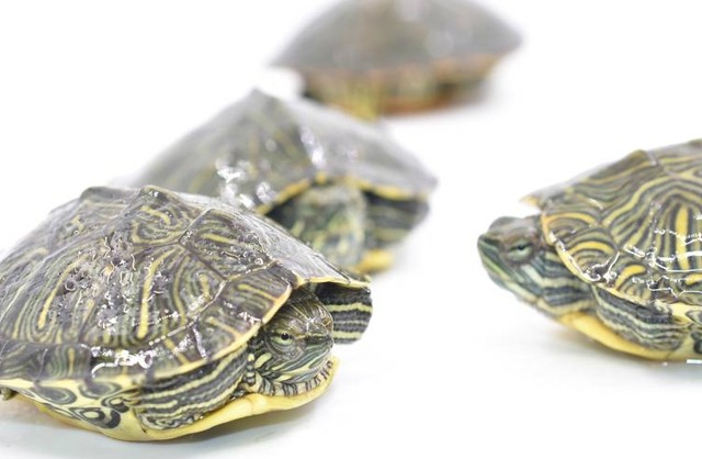 Live turtle, large Brazilian turtle, live pet turtle, longevity ...