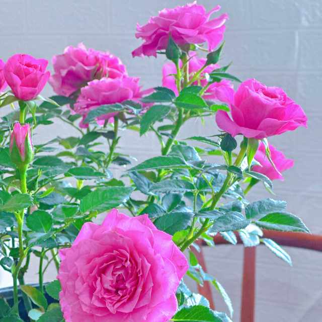 European rose (New Queen) large flower fragrance potted rose family ...