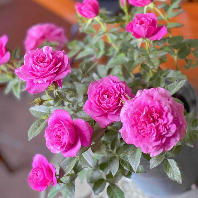 European rose (New Queen) large flower fragrance potted rose family ...