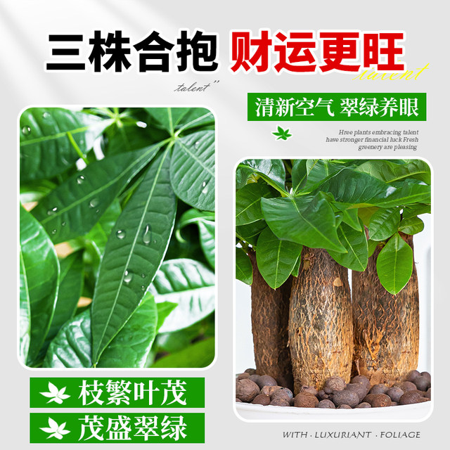 Money tree small potted flowers and green plants in the office ...