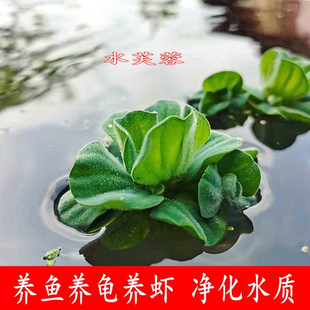 Water hibiscus fish tank landscaping, turtle fish tank, purified water ...
