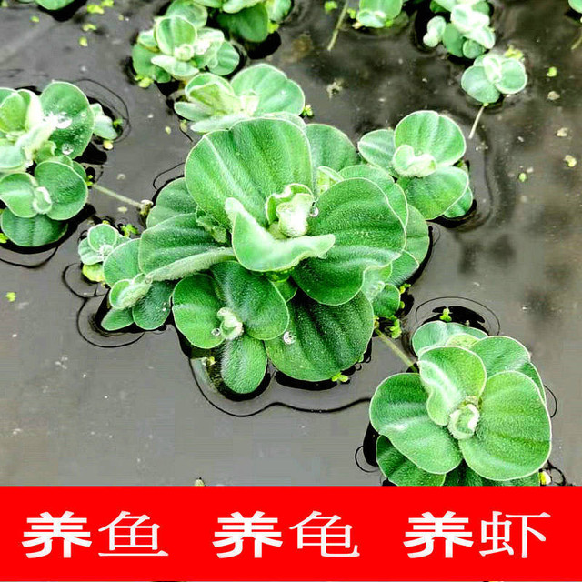 Water hibiscus fish tank landscaping, turtle fish tank, purified water ...