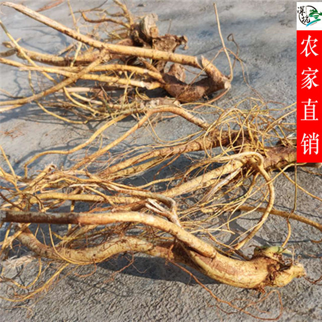 Five -Fingers Maotan Fresh Cantonese Soup Soup Bao Farm Farmers Digging ...