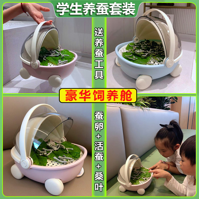 Student raising silkworm suits, silkworm babies, fresh mulberry oval ...