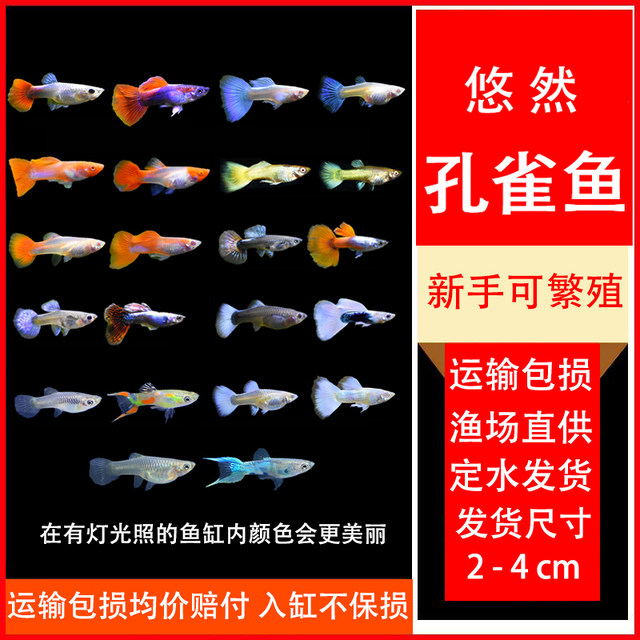 Peacock fish phoenix tail fish viewing small fish zebra fish to live ...