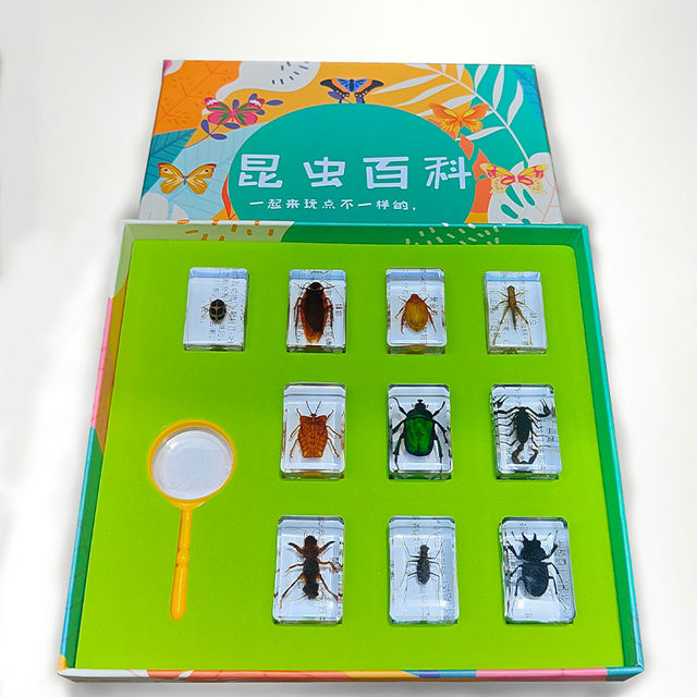 True Butterfly Resin Teaching Tools Insect Specifications Beets ...