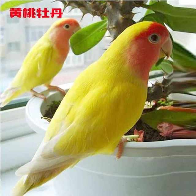 Violet peony parrot living body green golden top yellow peach loved ...