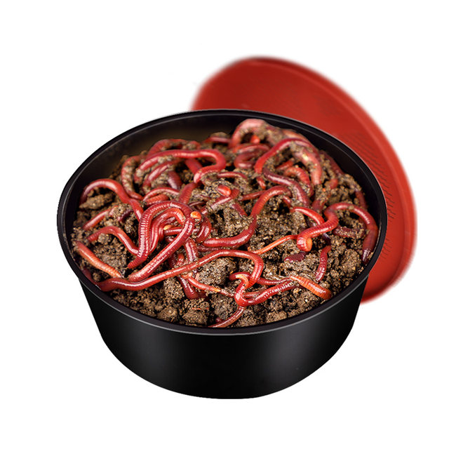 Live earthworm bait, fresh red worm fishing bait, crucian carp, carp ...
