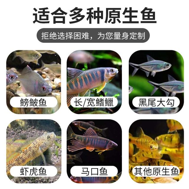 Sensen native fish feed high protein 鳑鲏 鳑鲏 long, wide fin, blacktail ...