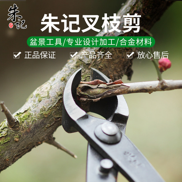 Zhuji slanted slim branches and scissors Zhuji bonsai tools oblimated ...