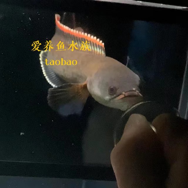 Thunder dragon fish training mirror funny fish glass one-way ...