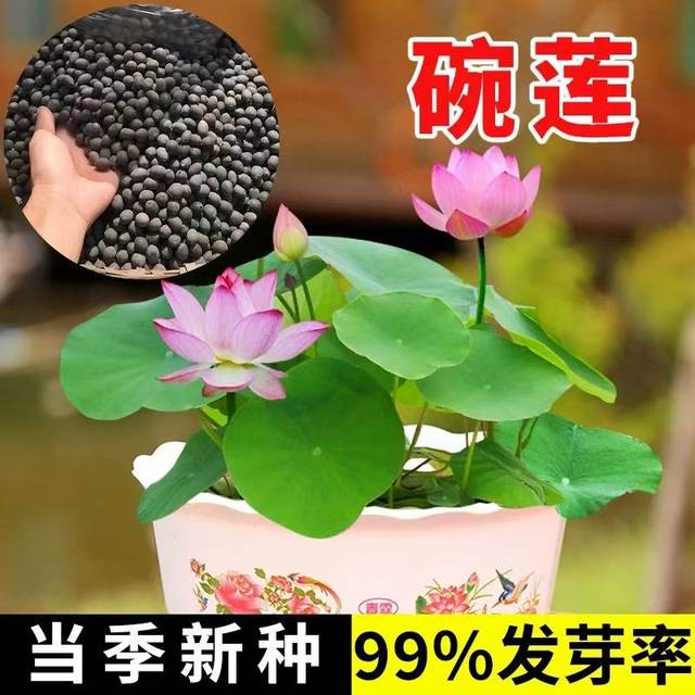 Colorful bowl of lotus hydroponic plants lotus potted plants have ...