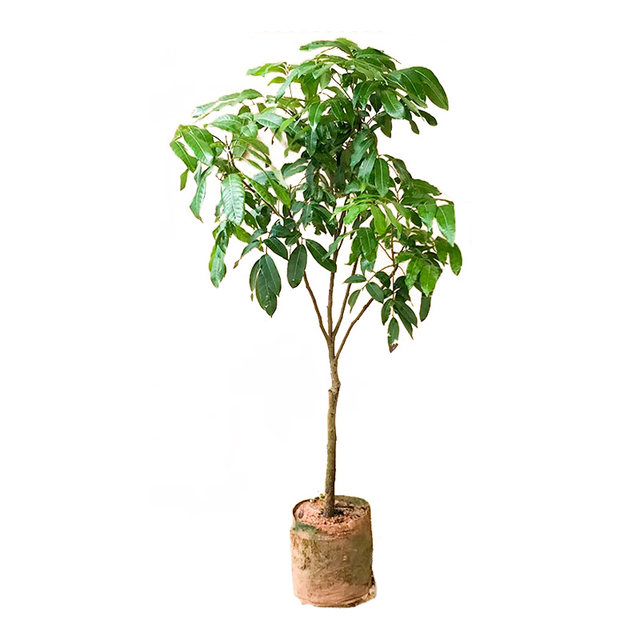 Guangxi Longan Tree Seedlings Grave Fruit Seedlings Cinnamon Tree ...