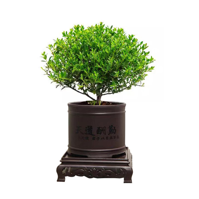 Small-leaf red nan old pile potted bonsai mini plants indoor flowers ...
