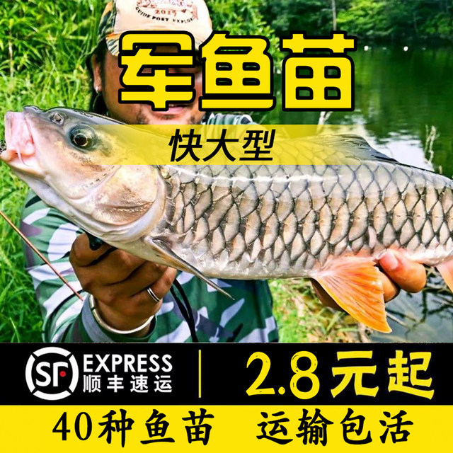Seven-star fish fry, moon snakehead, mountain spot fish, flower star ...