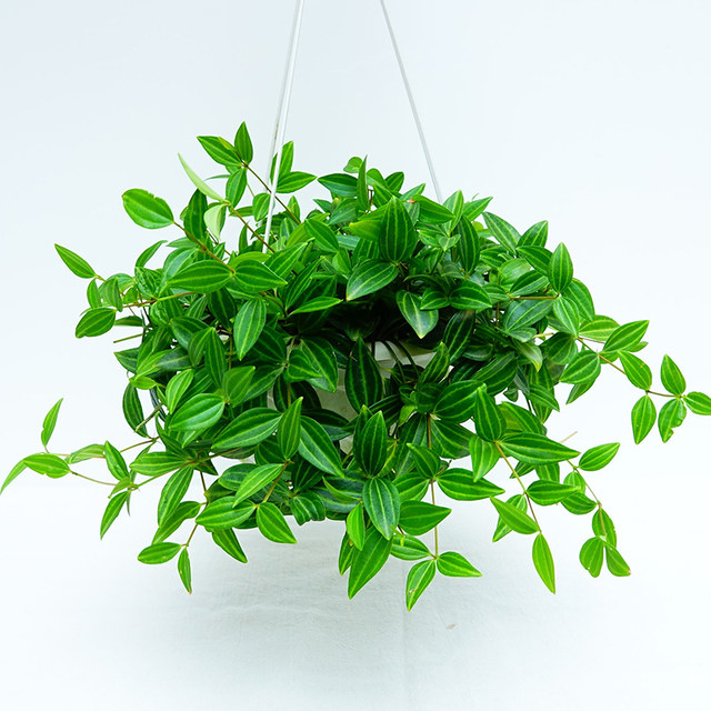 Diamond Jade Spider Plant Potted Flowers Indoor Hanging Green Plants ...