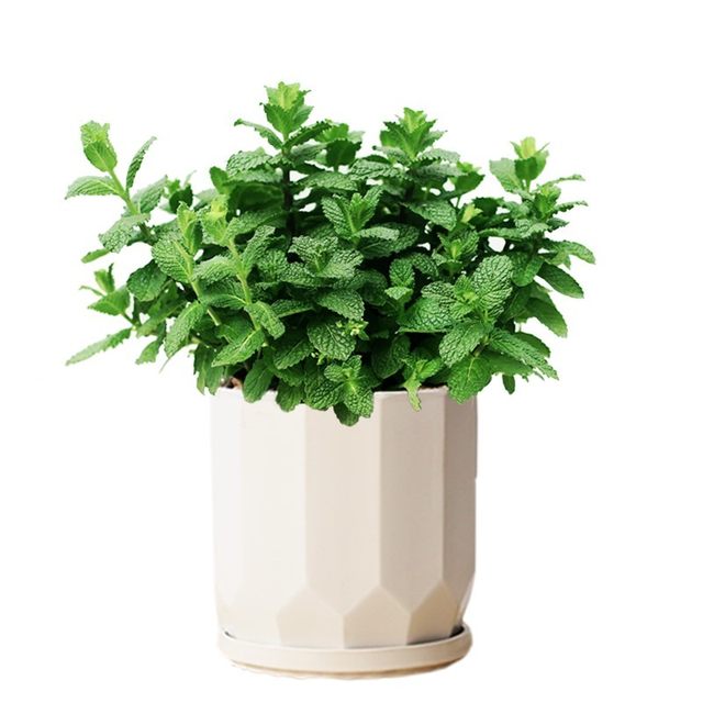 Mint potted edible mint leaf hydraulic plant rosemary green plants ...
