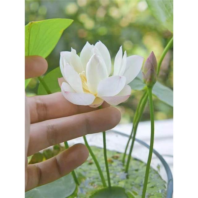 Hydroponic plant bowl lotus flower indoor flower easy to grow four ...