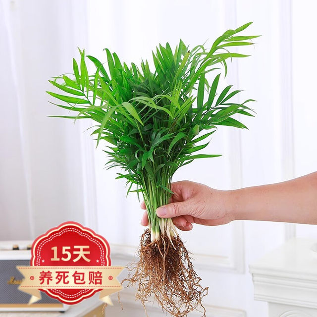 Rich Coconut Sunflower Potted Indoor Flowers and Green Plants Phoenix ...