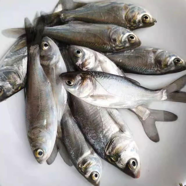 Silver carp fry freshwater culture edible large fish silver carp bream ...