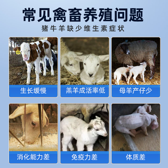 Lamb Duowang concentrated cod liver oil veterinary ewe lamb paralysis ...