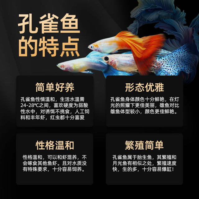 Peacock tropical ornamental fish fry freshwater cold water small fish ...