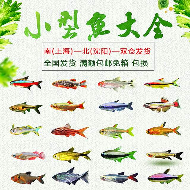 Tropical ornamental live fish are easy to raise, Baolian lamp, zebra ...