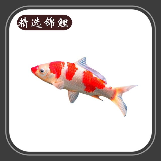 Koi Fry Goldfish Ornamental Fish Live Cold Water Premium Fresh Water ...