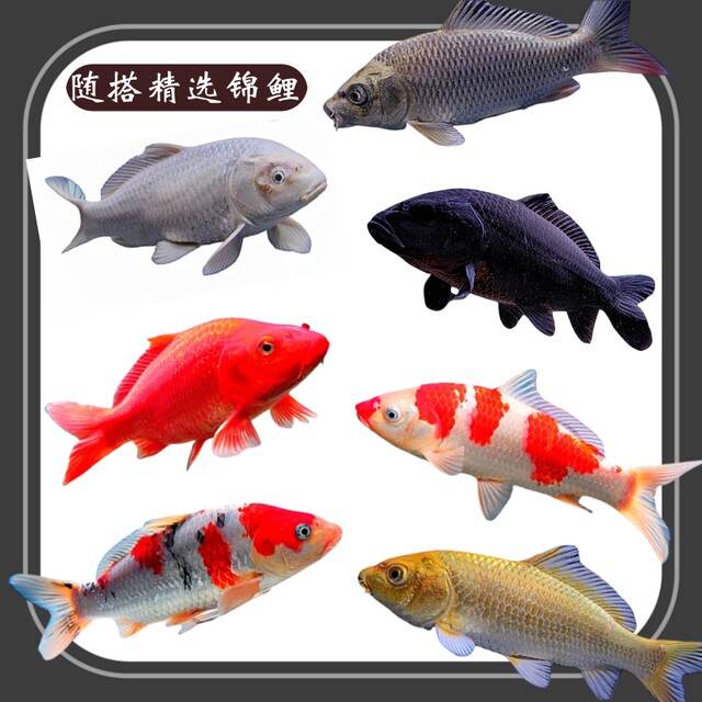 Koi Fry Goldfish Ornamental Fish Live Cold Water Premium Fresh Water ...