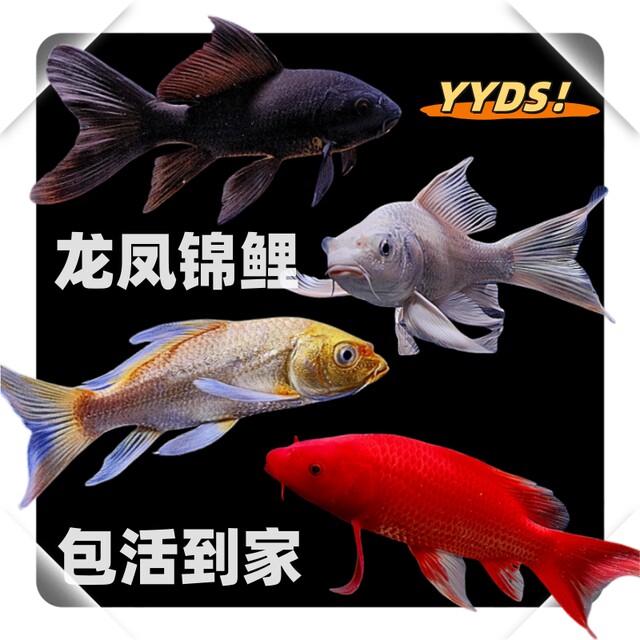 Koi Fry Goldfish Ornamental Fish Live Cold Water Premium Fresh Water ...