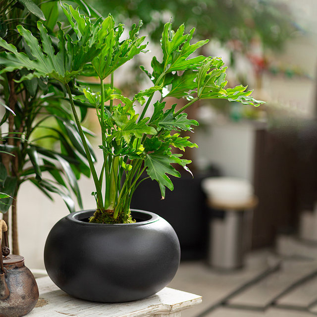 Xuanzhixiang stone ball magnesium clay flower pot flat round light ...