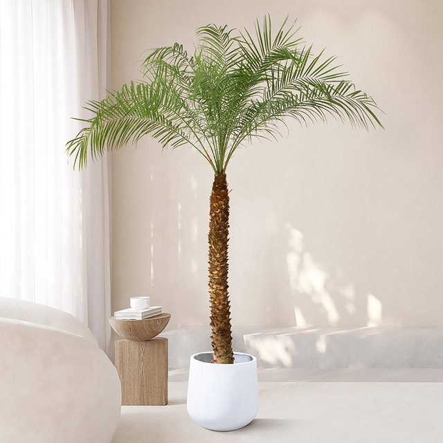 Acupuncture potted tropical plants landscaping green plants indoor ...